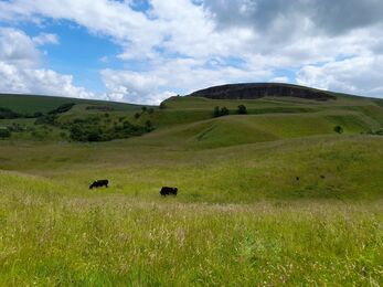 Eldon Hill Quarry | Derbyshire Wildlife Trust