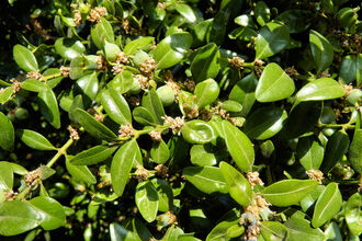 Trees and shrubs | Derbyshire Wildlife Trust