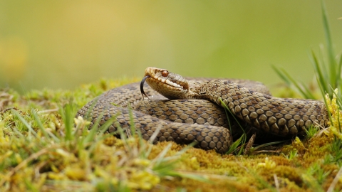 Adder | Derbyshire Wildlife Trust
