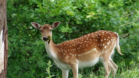 Fallow deer | Derbyshire Wildlife Trust