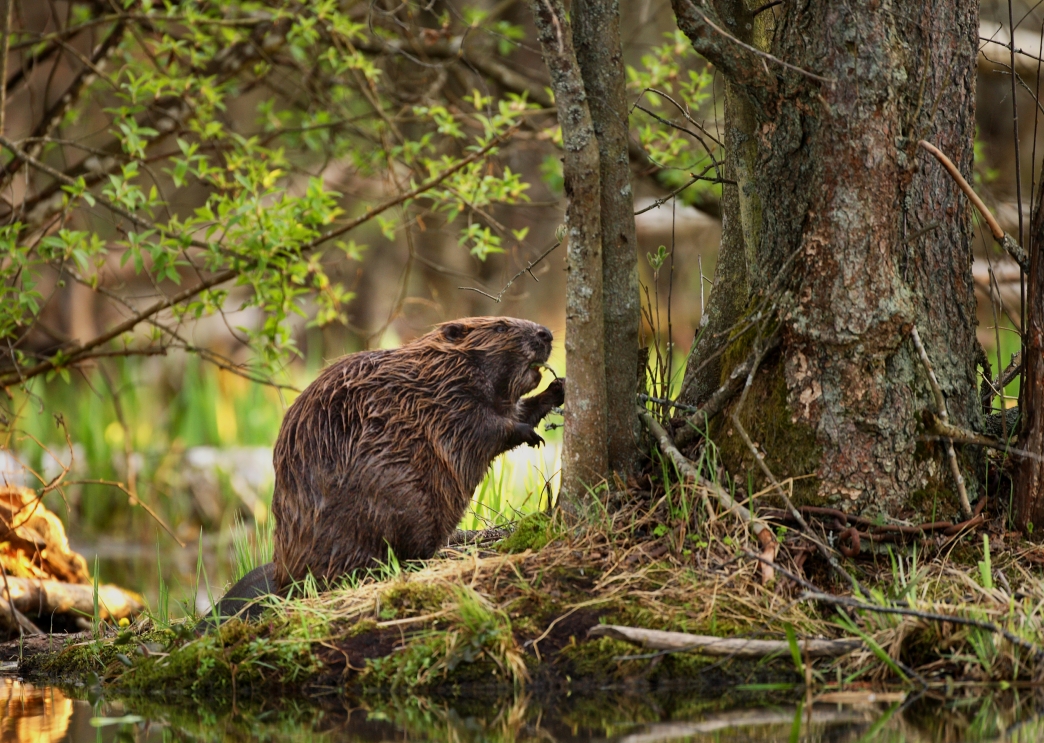 All about beavers | Derbyshire Wildlife Trust