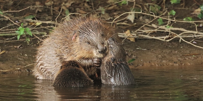 Four beavers, two kits, one amazing year of beavers back in Derbyshire ...
