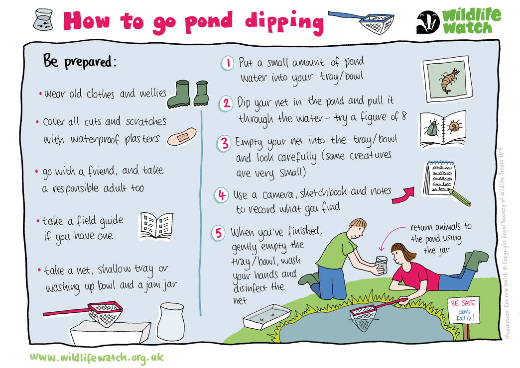 Become A Super Spotter | Derbyshire Wildlife Trust