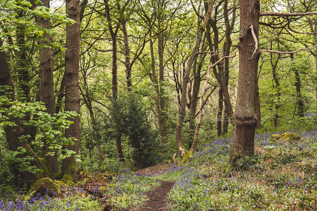 Nature Walks in Derbyshire | Derbyshire Wildlife Trust