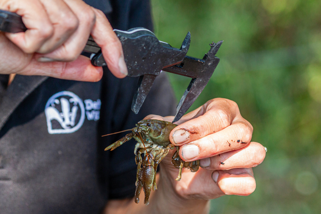 Endangered crayfish ‘shell-ebrate’ move to new Ark sites | Derbyshire ...