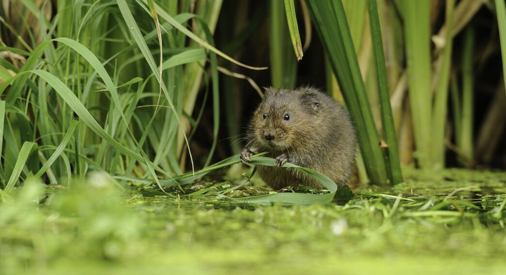 Water Vole Recovery Project | Derbyshire Wildlife Trust