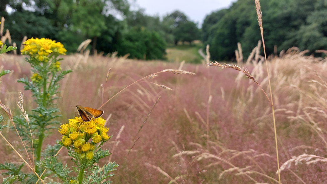 Rewilding of Allestree Park awarded £1.1 million to deliver community’s ...