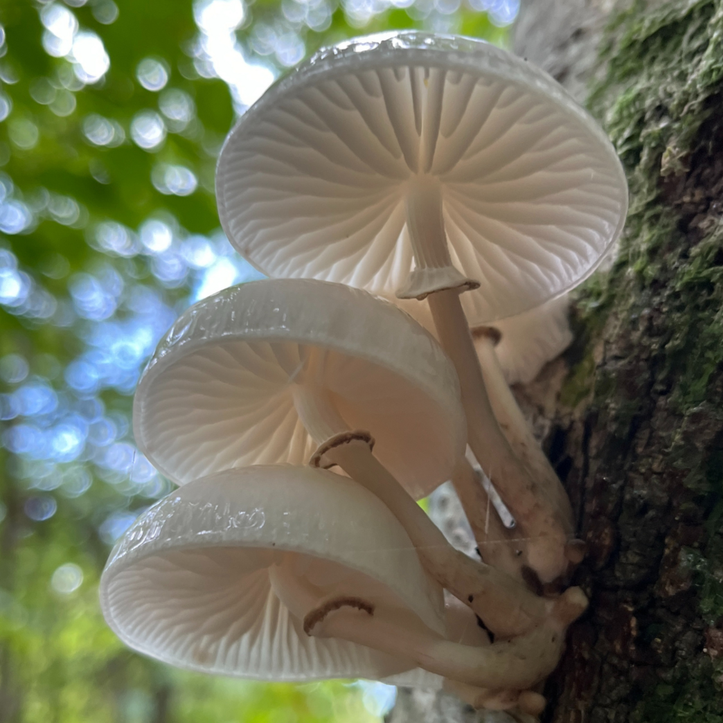 The Wonderful World of Fungi | Derbyshire Wildlife Trust