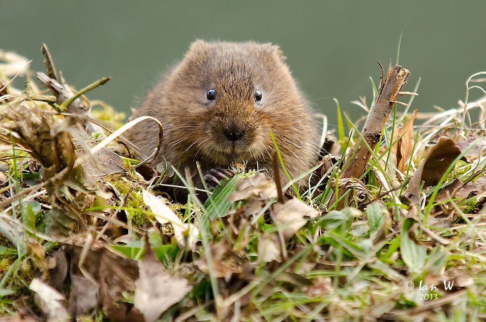 Water Vole Recovery Project | Derbyshire Wildlife Trust