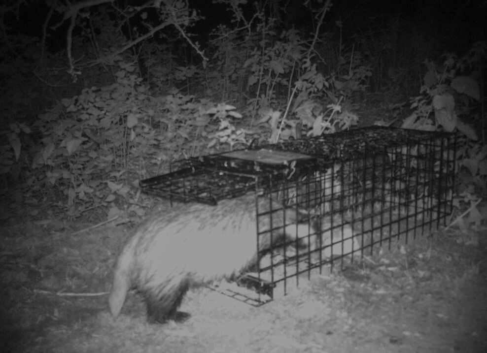 Two weeks in the life of a badger vaccination volunteer | Derbyshire ...