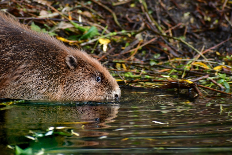 Four beavers, two kits, one amazing year of beavers back in Derbyshire ...