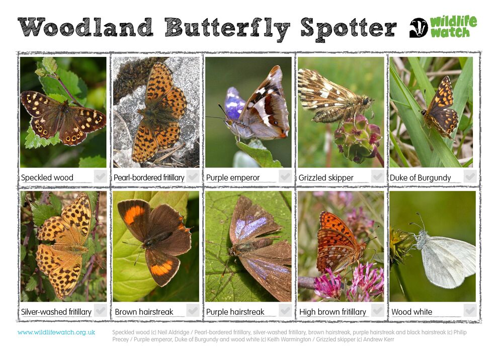 Become A Super Spotter | Derbyshire Wildlife Trust