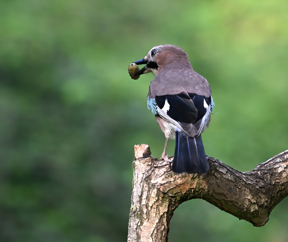 Be a Jay Day | Derbyshire Wildlife Trust