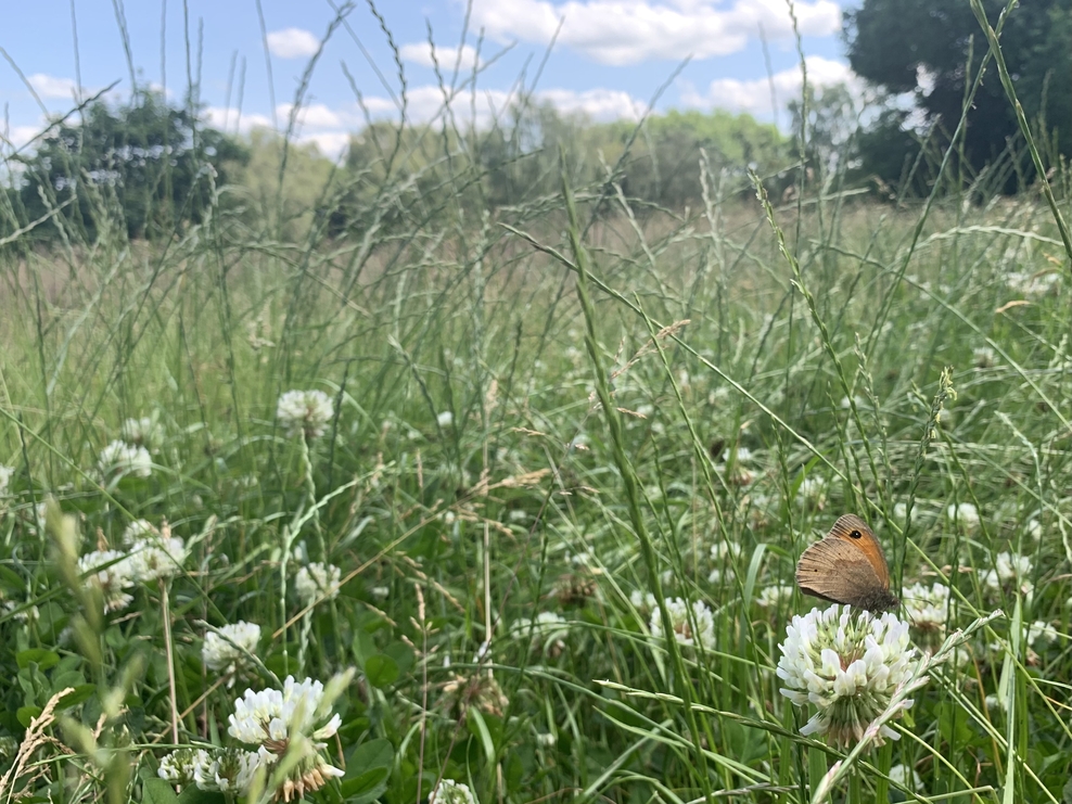 Rewilding of Allestree Park awarded £1.1 million to deliver community’s ...