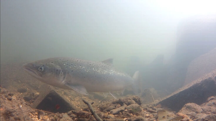 Atlantic salmon spawn in parts of River Ecclesbourne after century-long ...