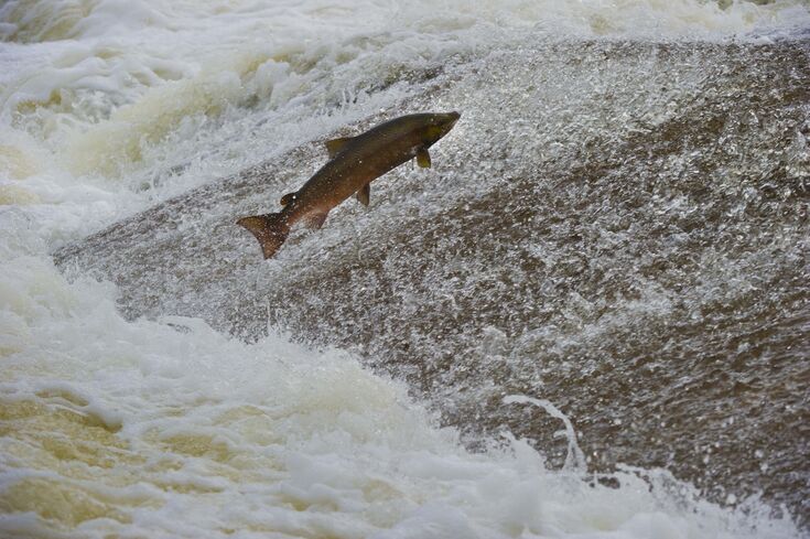 Atlantic salmon spawn in parts of River Ecclesbourne after century-long ...
