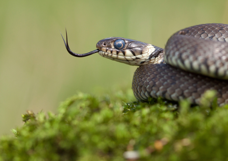 Identify UK Snakes | Derbyshire Wildlife Trust