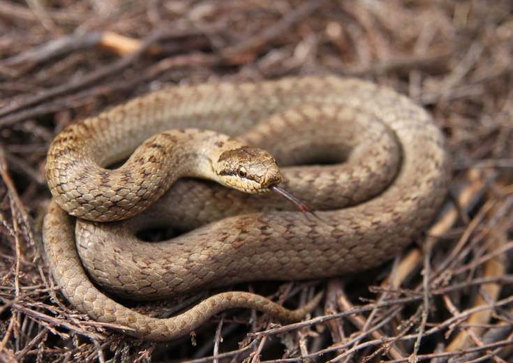 Identify UK Snakes | Derbyshire Wildlife Trust