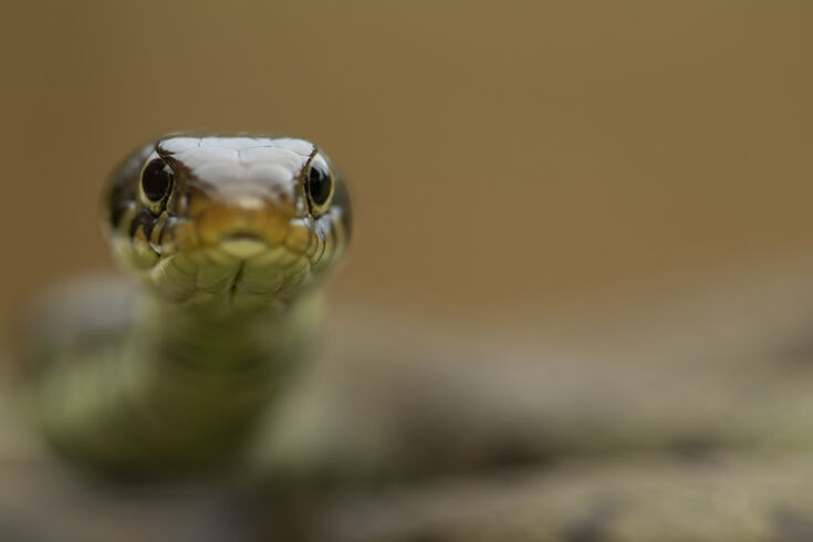 Identify UK Snakes | Derbyshire Wildlife Trust