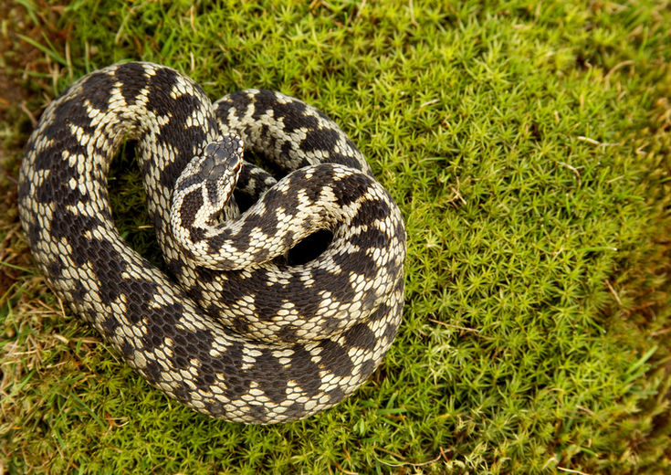 Identify UK Snakes | Derbyshire Wildlife Trust