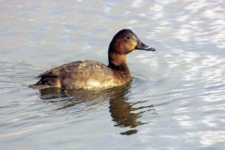 How to identify diving ducks | Derbyshire Wildlife Trust