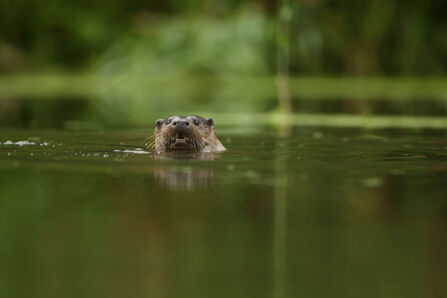 Derwent Survival Plan | Derbyshire Wildlife Trust