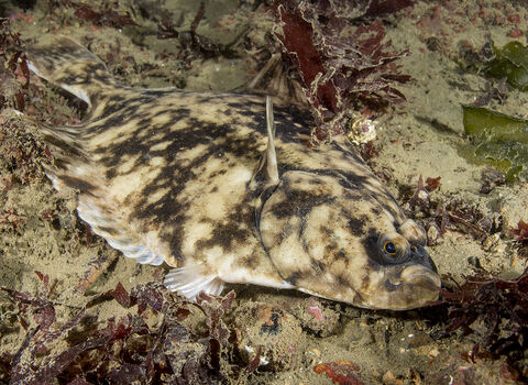 European flounder | Derbyshire Wildlife Trust