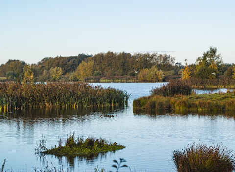 Derwent Living Forest | Derbyshire Wildlife Trust