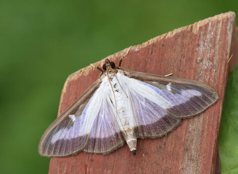 Box tree moth | Derbyshire Wildlife Trust